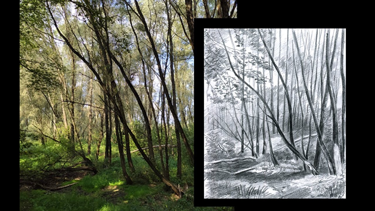 Deep Forest Drawing - YouTube