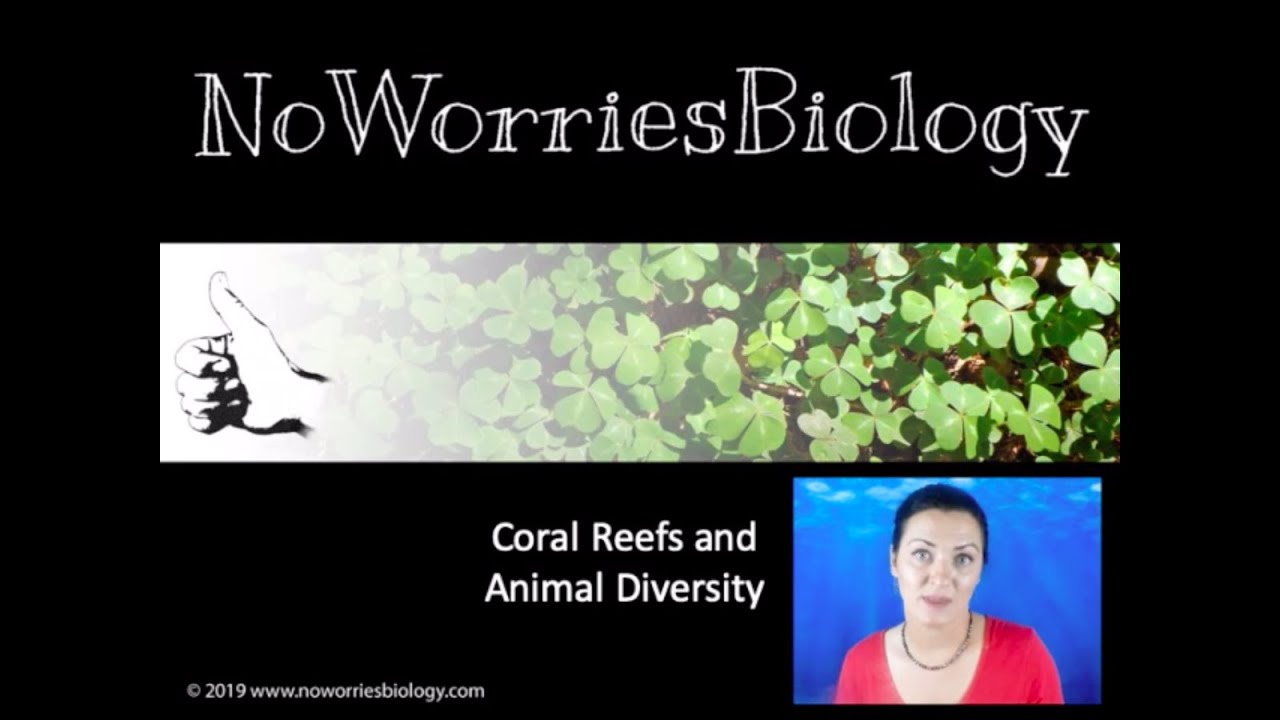 Coral Reefs and Animal Diversity - YouTube