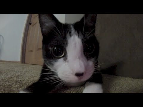 Day in the life of my cat - Meelo (Funny cat video) - YouTube