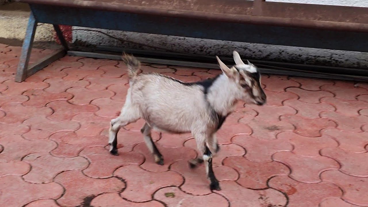 Lilly put Bantam Goat at STAR GOATS FARM Asif STD - YouTube