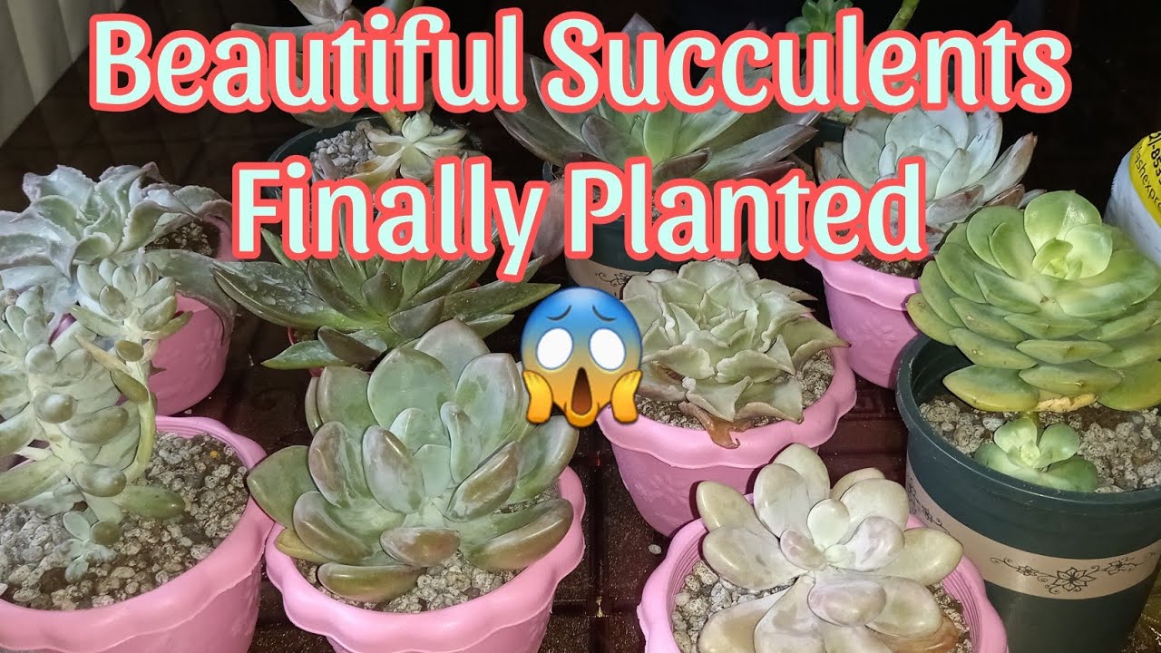 Monroe Champagne Pink Peebles Psyche Planting Beautiful Succulents Part ...