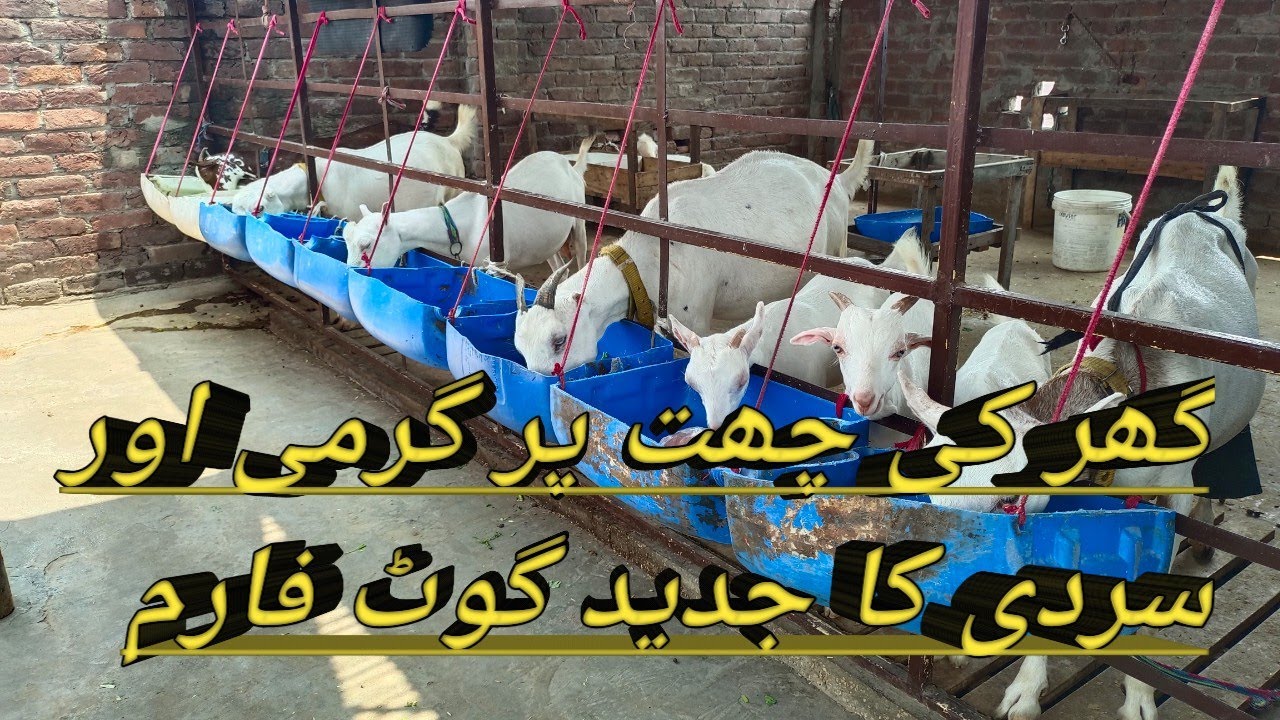 Rooftop setup best rooftop setup for goats - YouTube