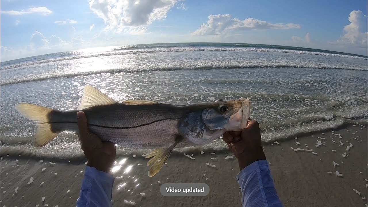 today's beach snook measures in at 25.5 in - YouTube