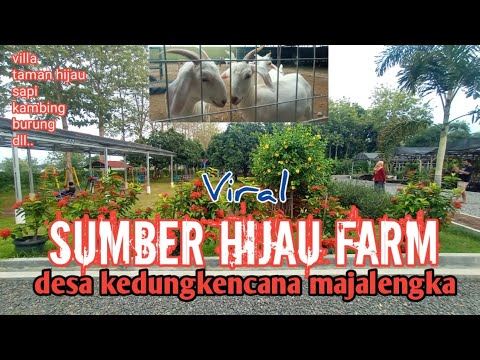 sumber hijau farm || desa kedungkencana majalengka - YouTube