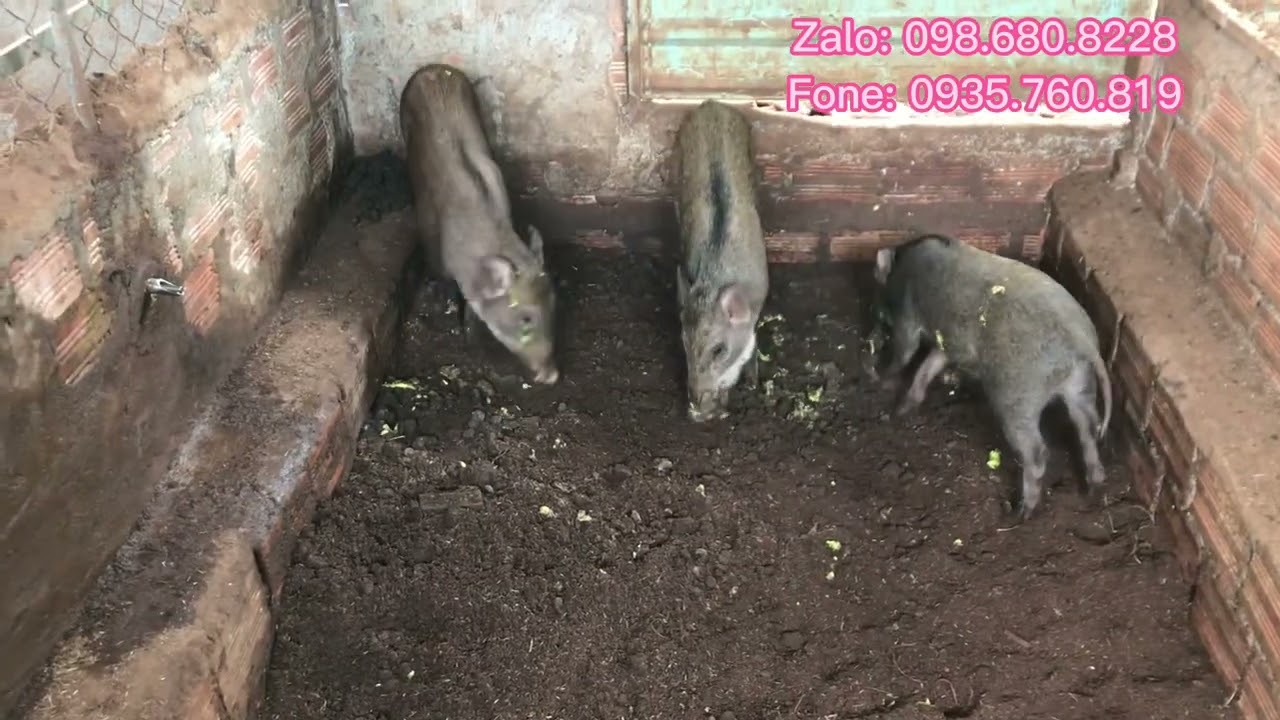 Heo Rừng - Bán 3 Heo Cái - Nghiêm Nguyễn Farm - YouTube