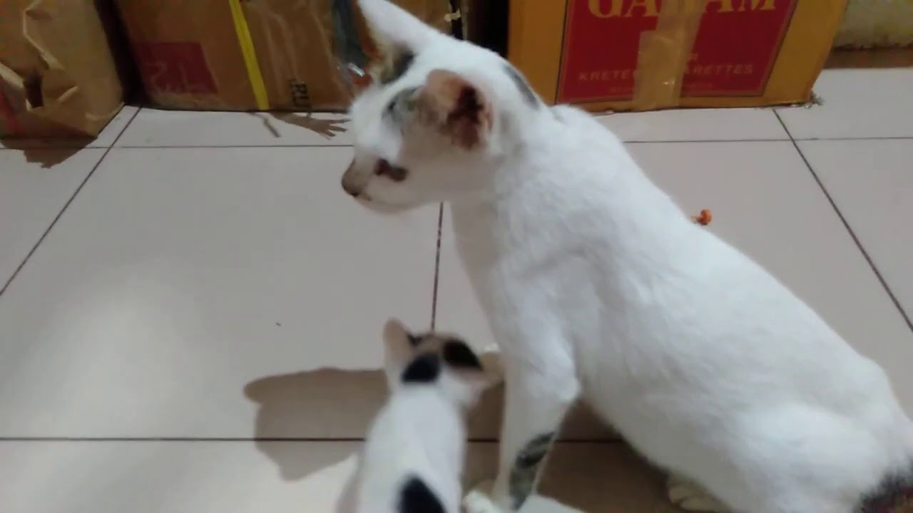 Kucing yang lucu || kucing comel - YouTube