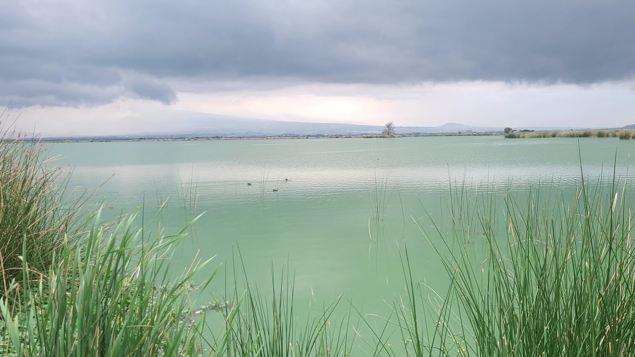 Almoloya Del Rio Naturaleza 4k #edomex #toluca #lago #tree #naturaleza ...