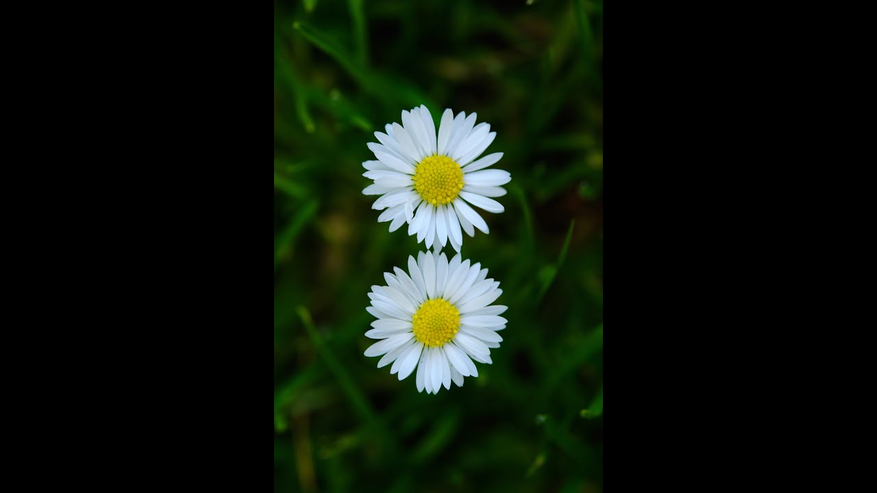 Macro Photography of Flowers and Insects. Eps. 2 - YouTube