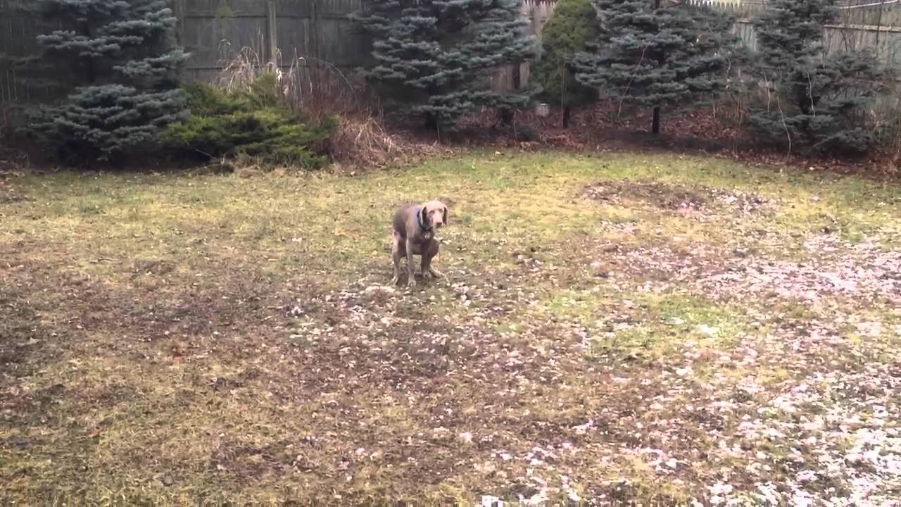Weimaraner pooping - YouTube