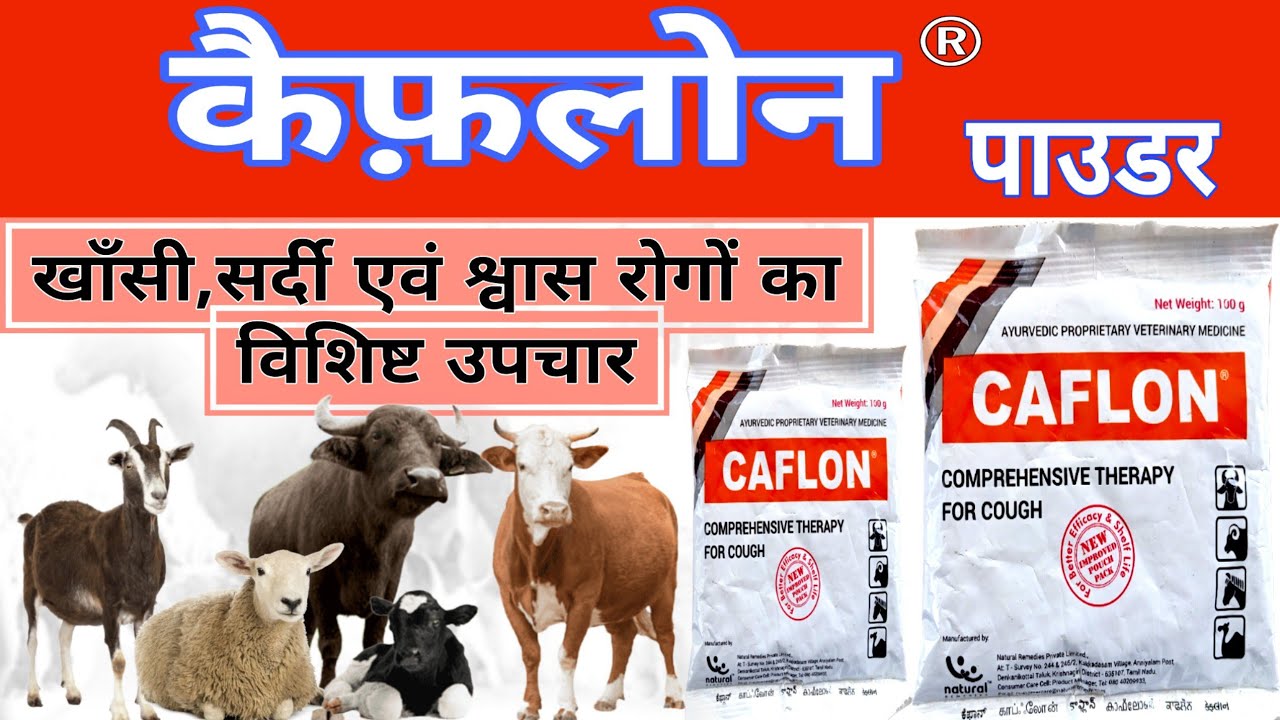 pashu ke khasi jukam ki dawai l Caflon Powder l पशुओं के खांसी जुकाम की ...