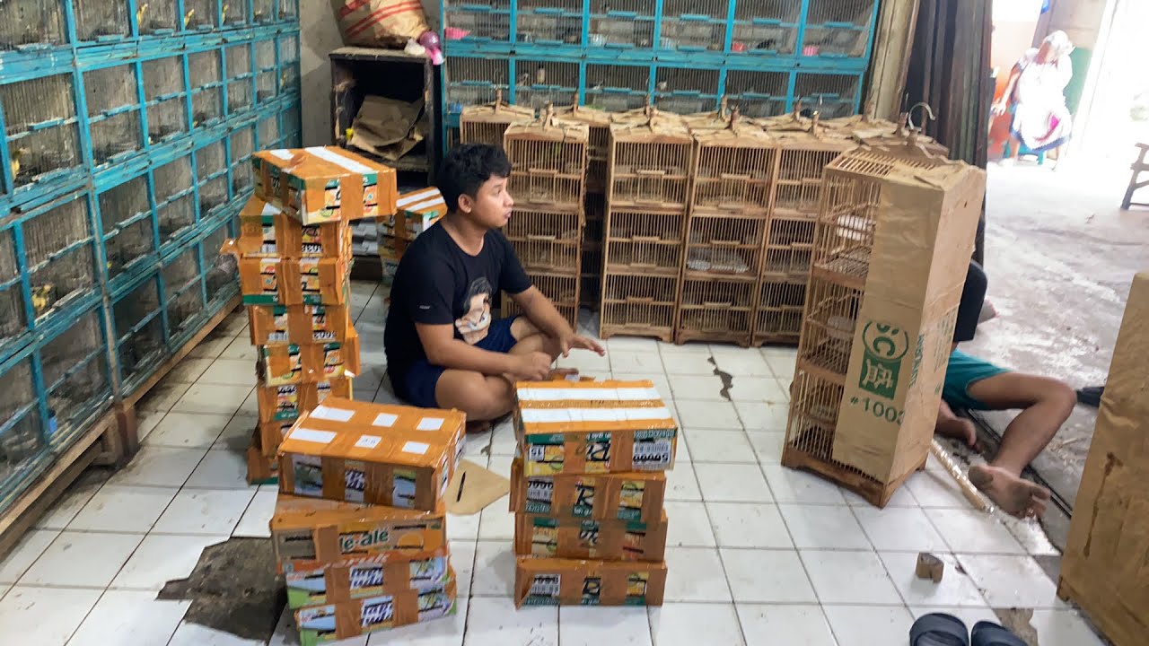 Bongkaran cak ijo nopeng pH orijumbo ,ijo mini ,ranting ,Kios burung ...