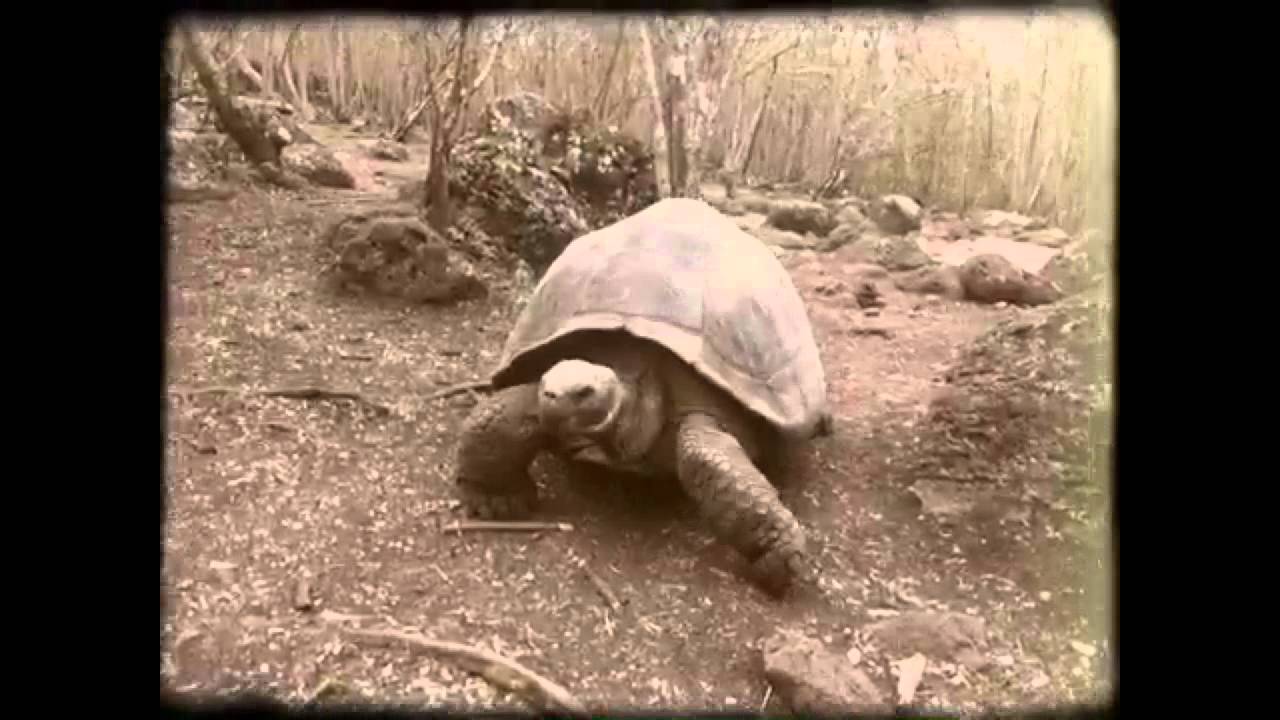 A Tribute to Lonesome George: Giant Tortoises Of The Galapagos - YouTube