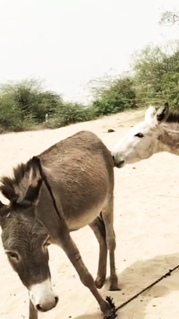 donkeys - YouTube