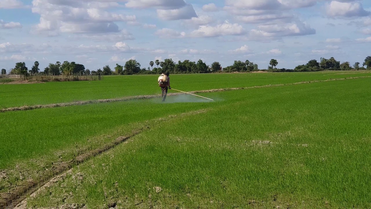 Spraying herbicide in paddy field - YouTube