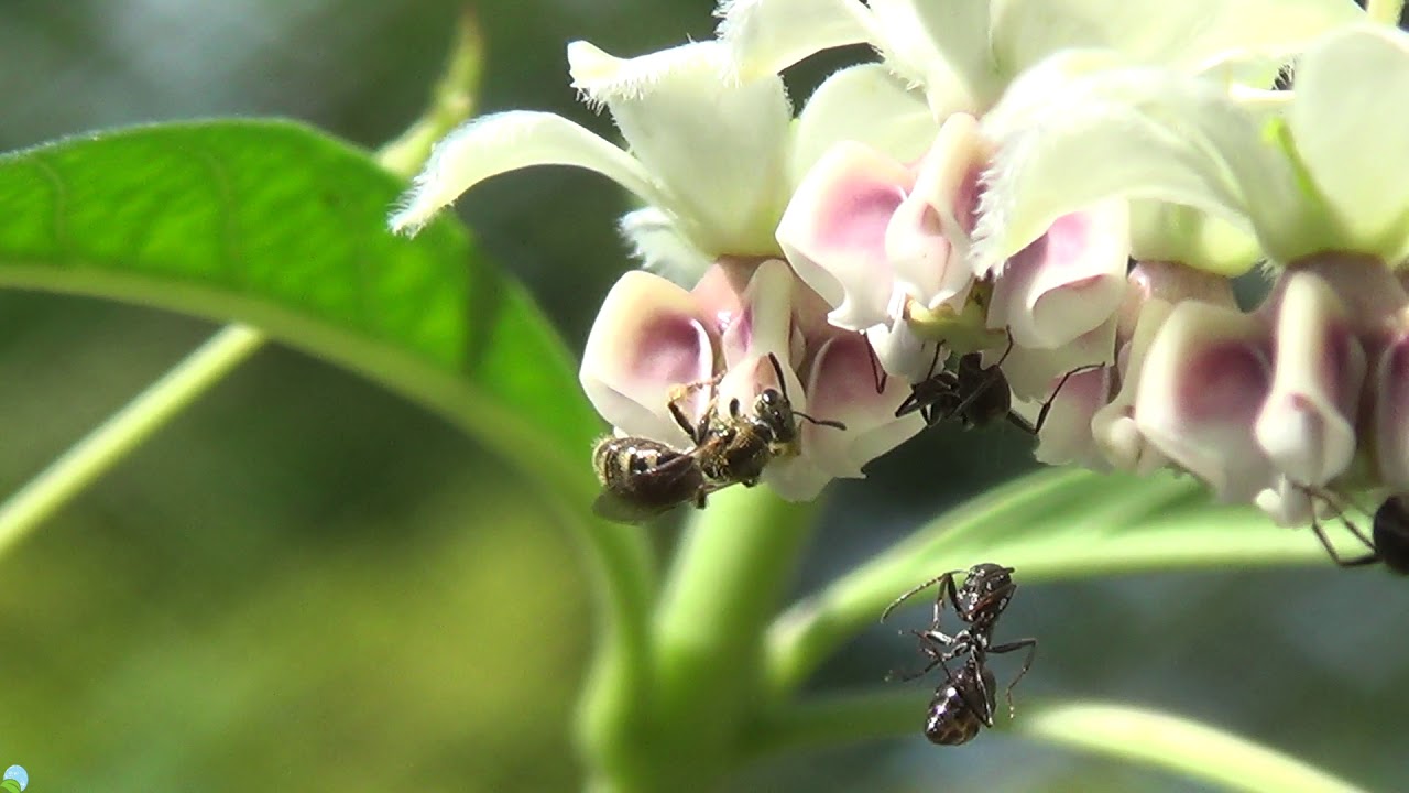 How Radioactive Are Ants? 9-30-2018 | Organic Slant - YouTube