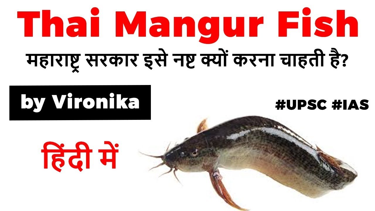 Thai Mangur Fish - Why Maharashtra Government wants to destroy its ...