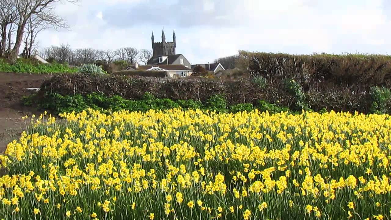dmm Field of Daffodils,Ludgvan,Cornwall - YouTube