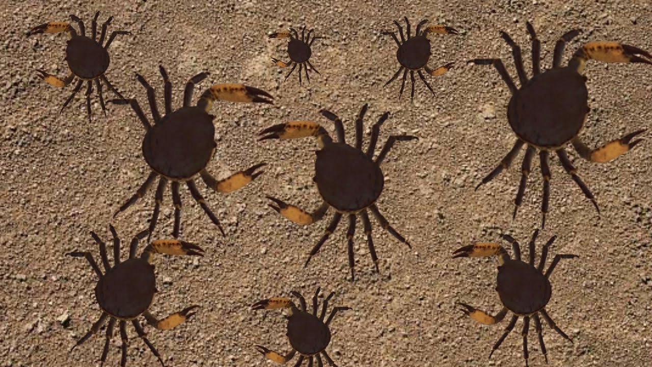 CAT GAMES-game kucing kepiting bergerak || kepiting mainan kucing - YouTube