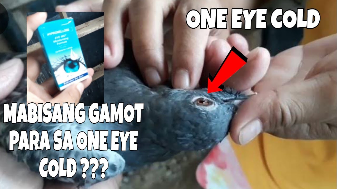 PAPAANO GAMUTIN ANG SAKIT NA ONE EYE COLD NG KALAPATI. - YouTube