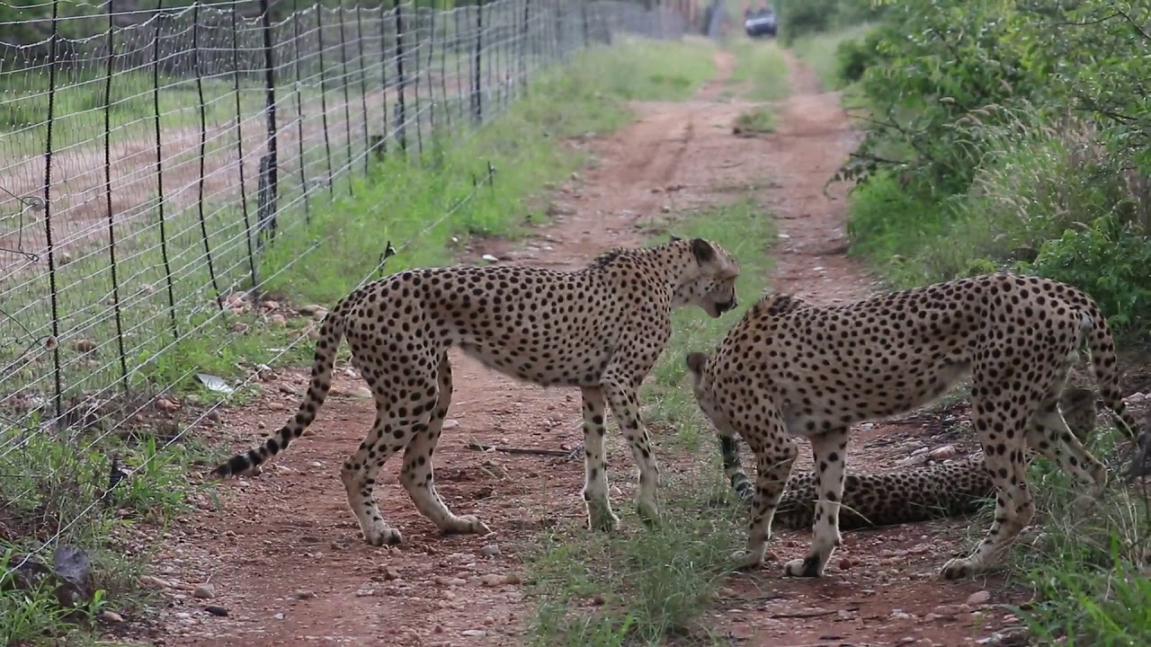 Chirruping Cheetah - YouTube