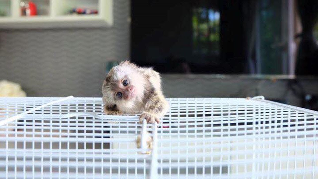Very adorable tiny marmoset monkeys - YouTube