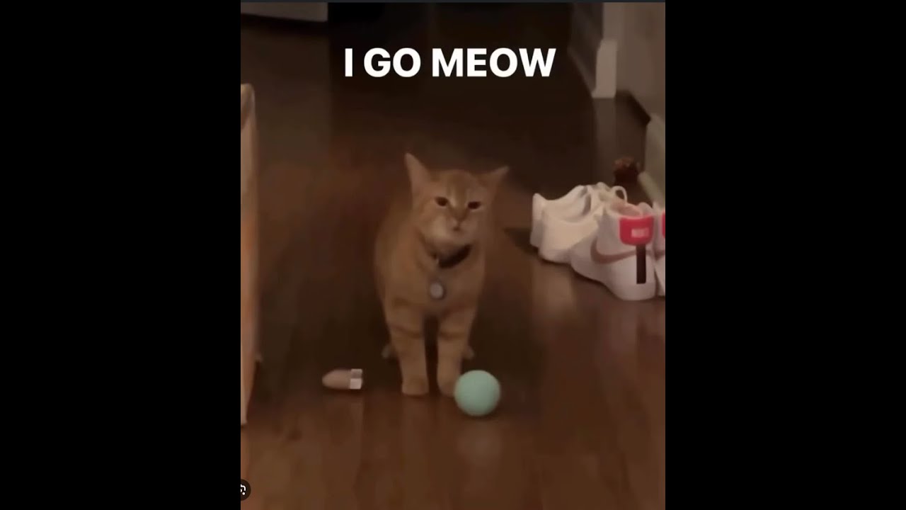 Feline Music – Tribute to "I Go Meow" Cat Cala ♥ - YouTube