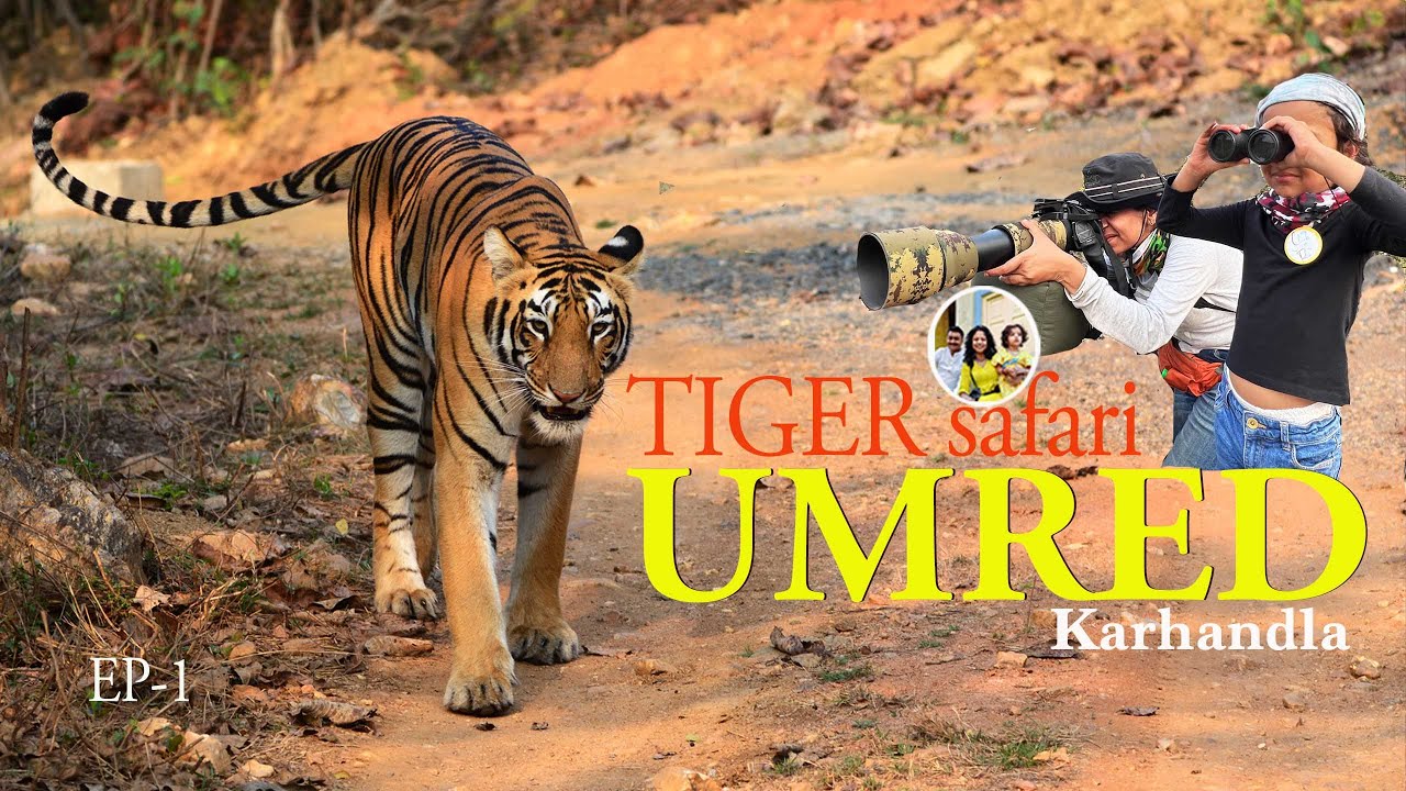 Inside F2 tigress territory | Umred pauni karhandla Wildlife sanctuary ...