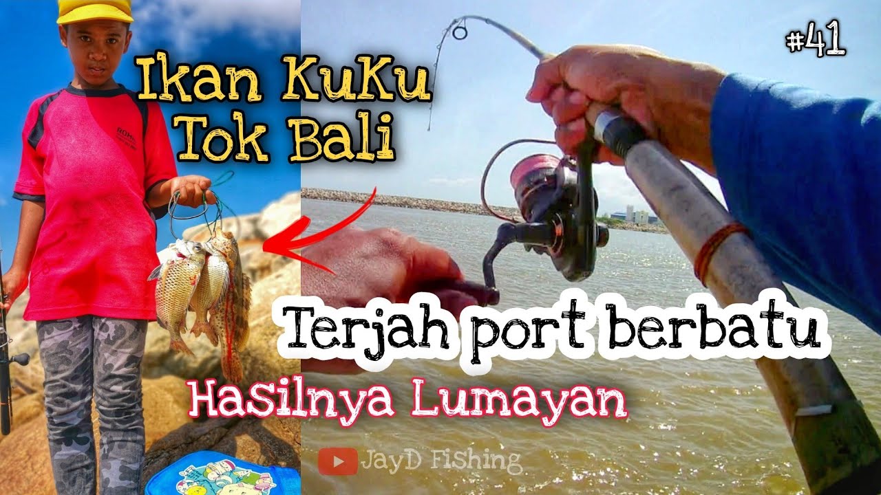 Ikan Kuku Tok Bali #41 - YouTube
