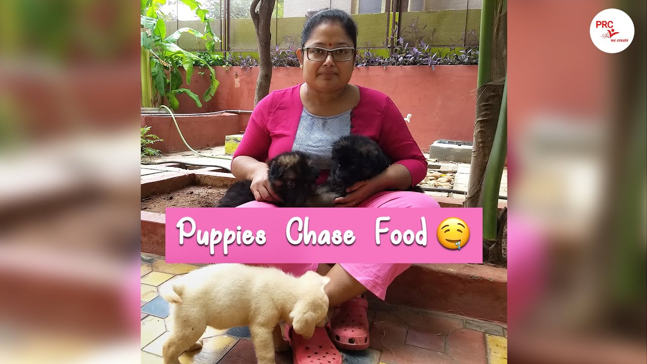Puppies Chasing Food...🤤🤤🤤 - YouTube