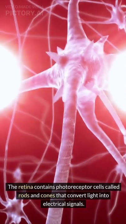 Visual Pathway Animation How Our Eyes See An Object Youtube