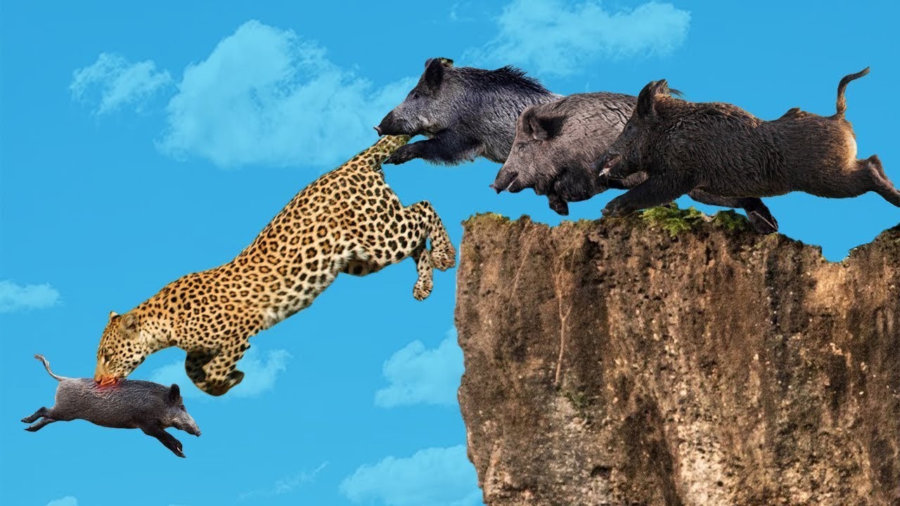 Epic!! The Chase Of Wild Boars For Avenging Their Baby Was Eaten By ...