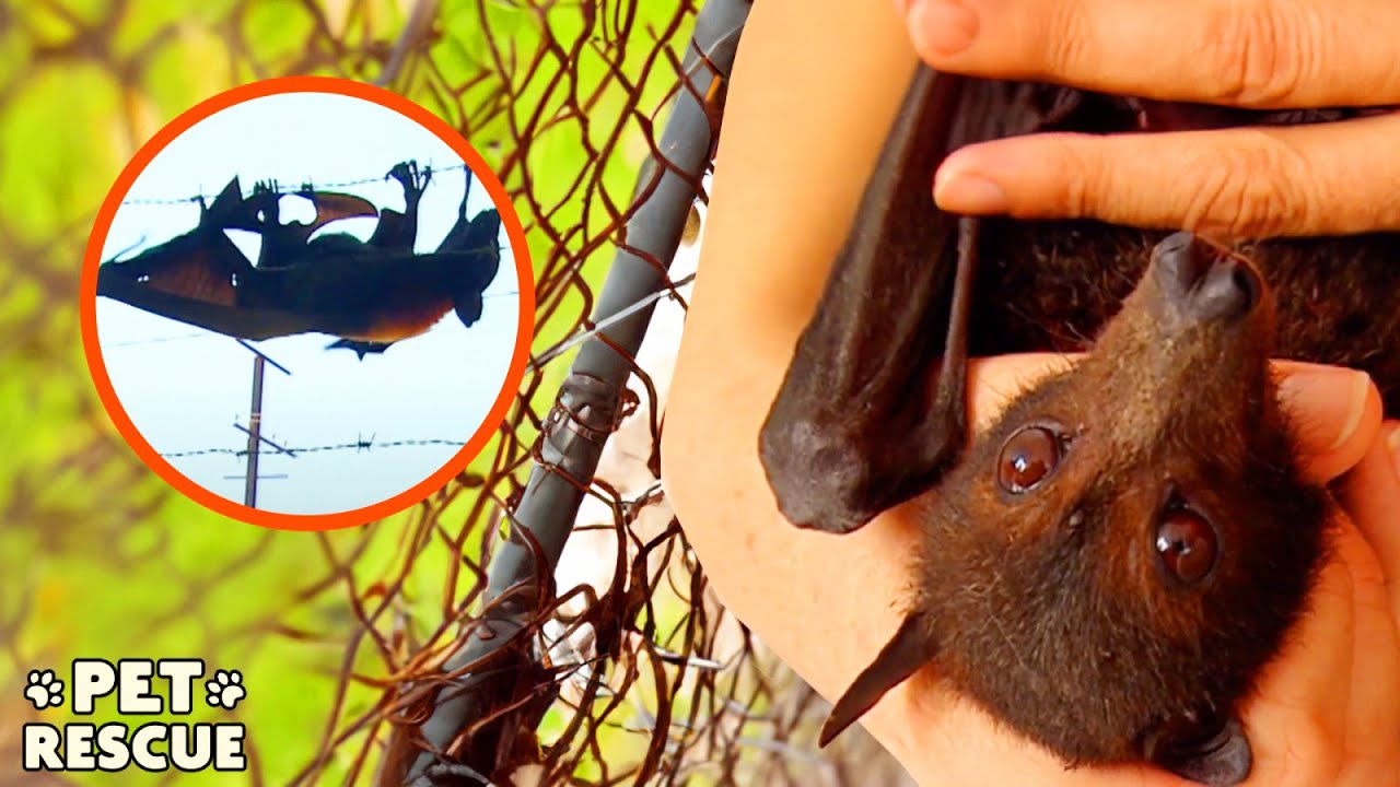 Fruit Bat Needs Rescuing From Wire Before He Tears Himself to Shreds ...