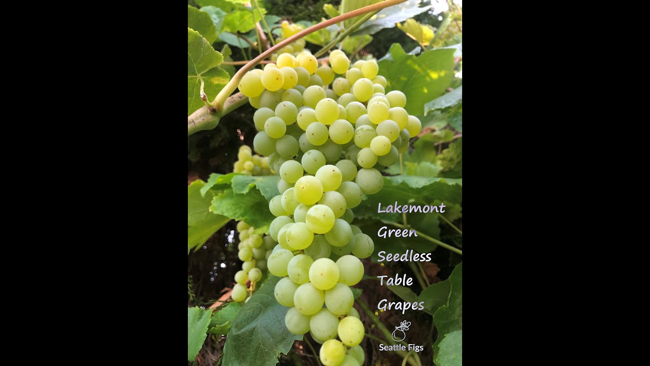 Lakemont Green Seedless Table Grapes 2023 Harvest Seattle - YouTube