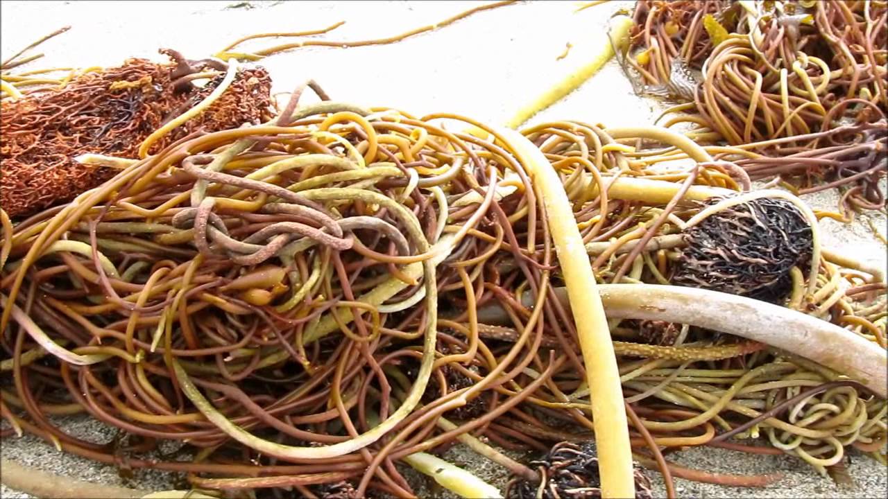 Weird Wired Sea Plants - YouTube