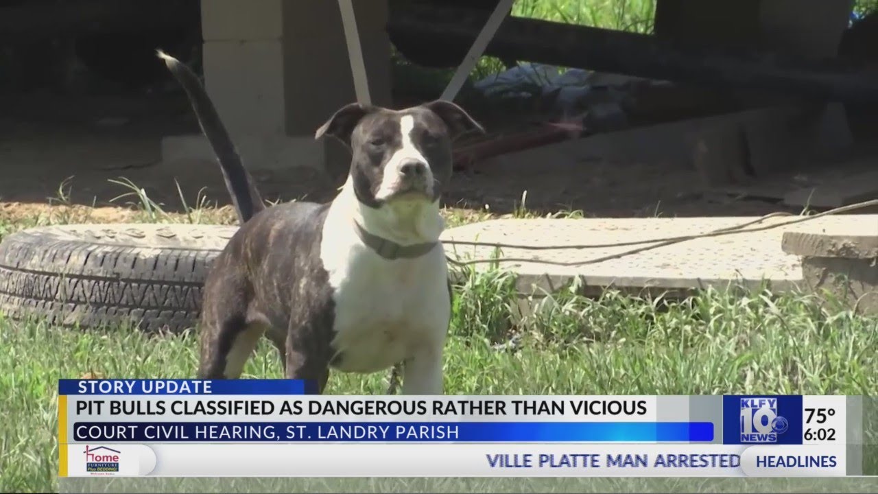 Pit bulls classified as dangerous rather than vicious - YouTube