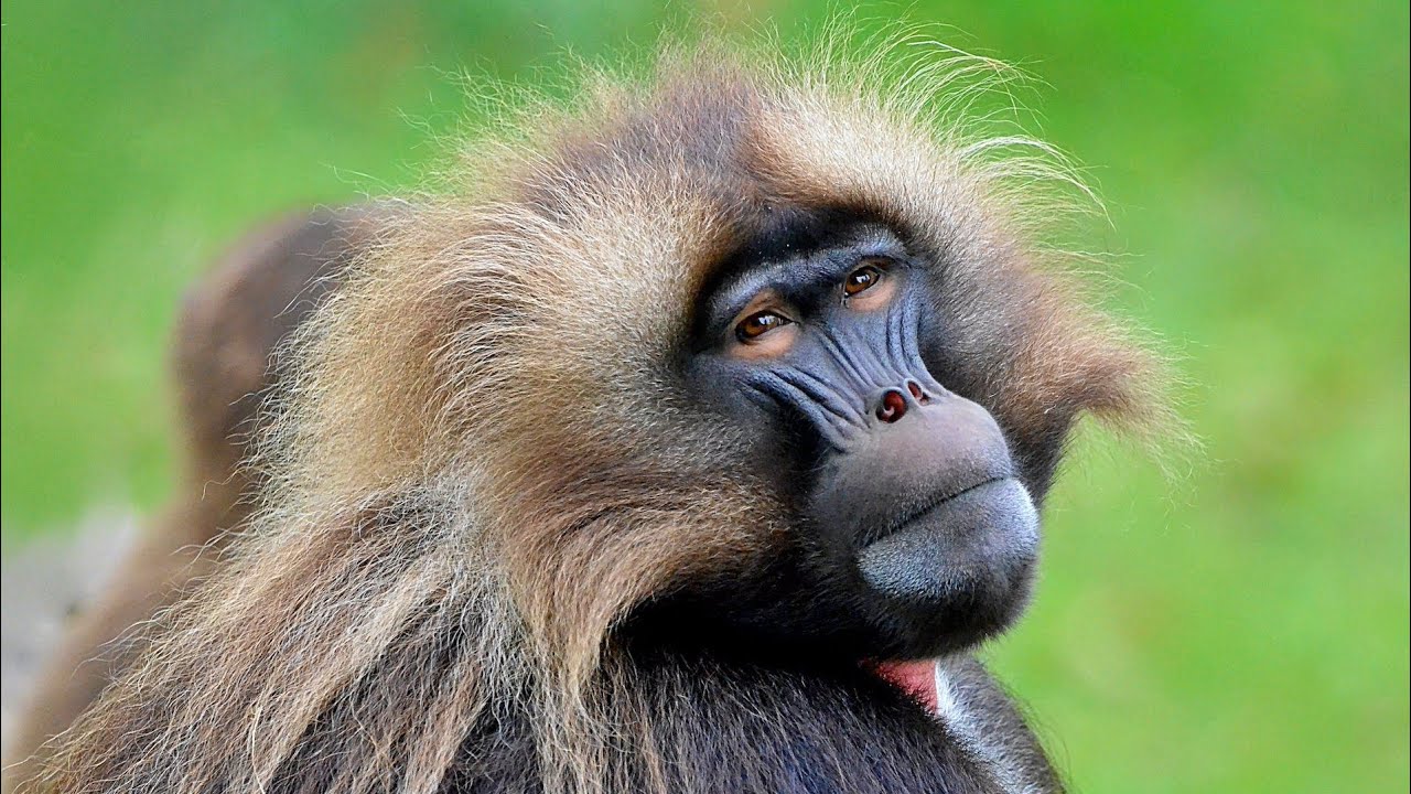 monkey video ! monkey funny video - YouTube