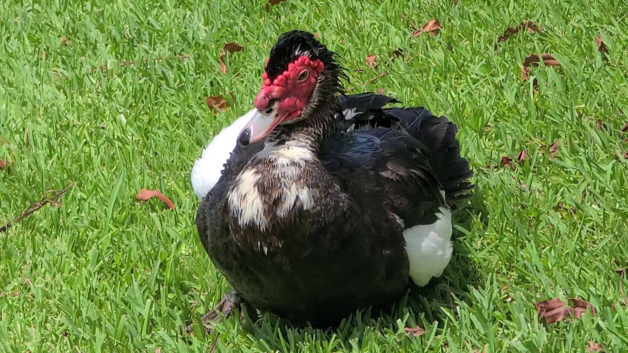 Muscovy drake preening on grass - YouTube