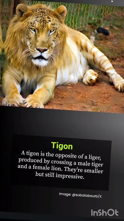 LIGER & TIGON facts #liger #tigon #tiger #lion #upsc #facts #fact #factsinhindi #news # ...