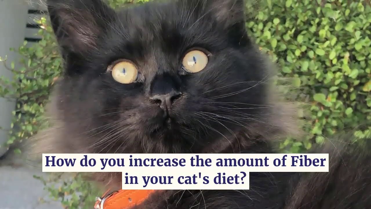 How do you increase the amount of fiber in your cat's diet? - YouTube