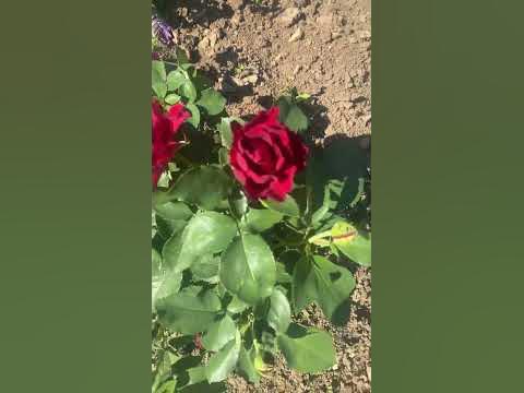 Роза Омаж а Барбара - YouTube
