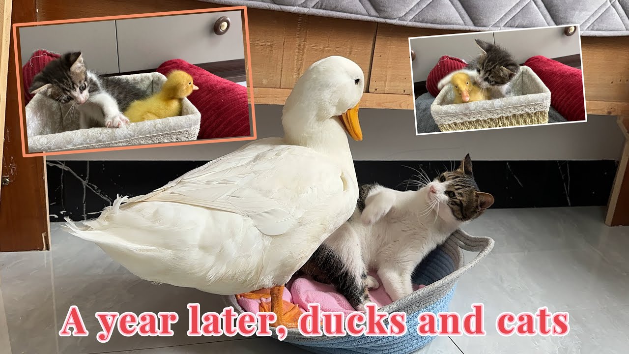 Ducks and cats meet again a year later. The duck wants to sleep with ...