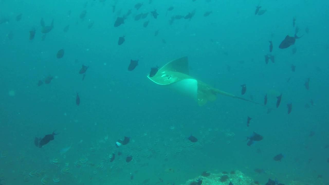 Small Eye Sting Ray - YouTube