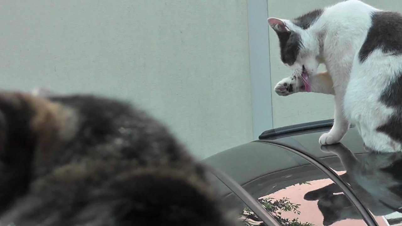 Fiore: Gatto Epico | Epic Cat - YouTube