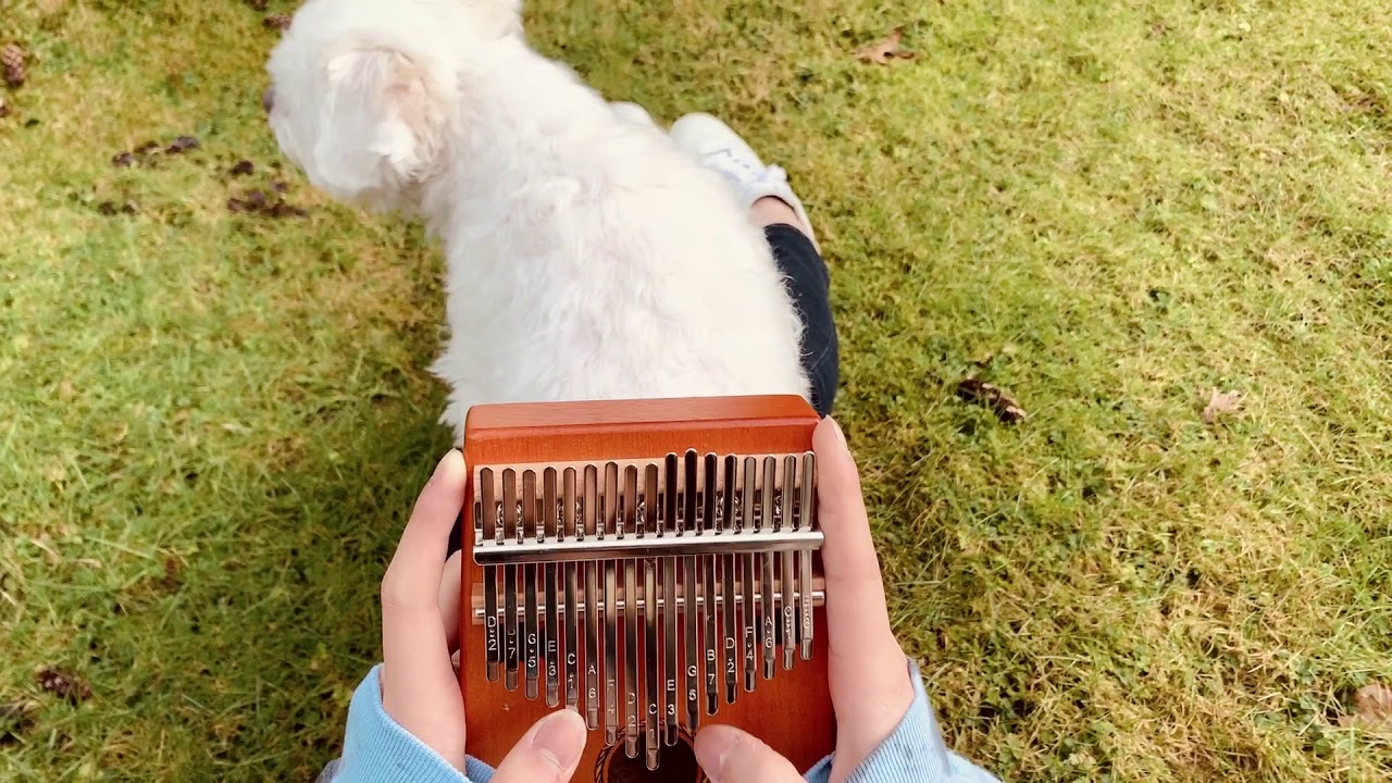 kalimba dog - YouTube