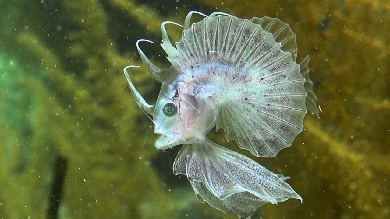 【小さな疑似餌】キアンコウの幼魚 " Yellow goosefish（baby） " - YouTube