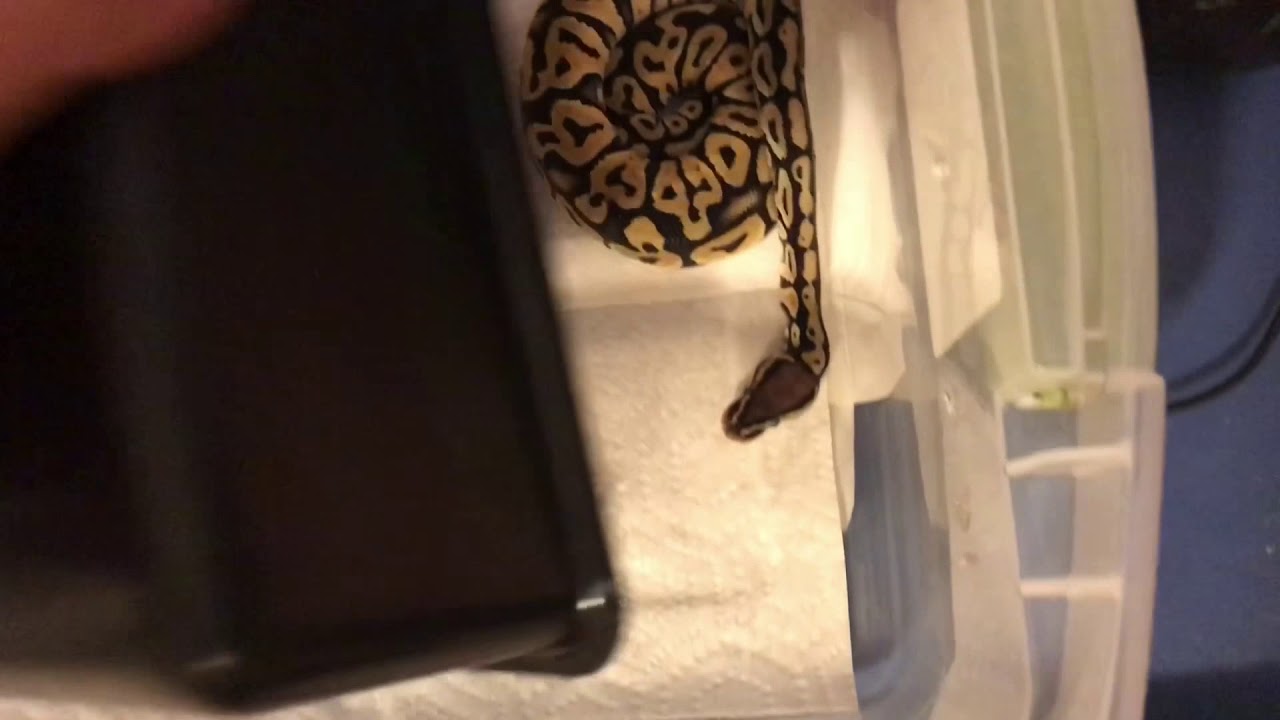 Ball Python Updates On Both My Snakes - YouTube