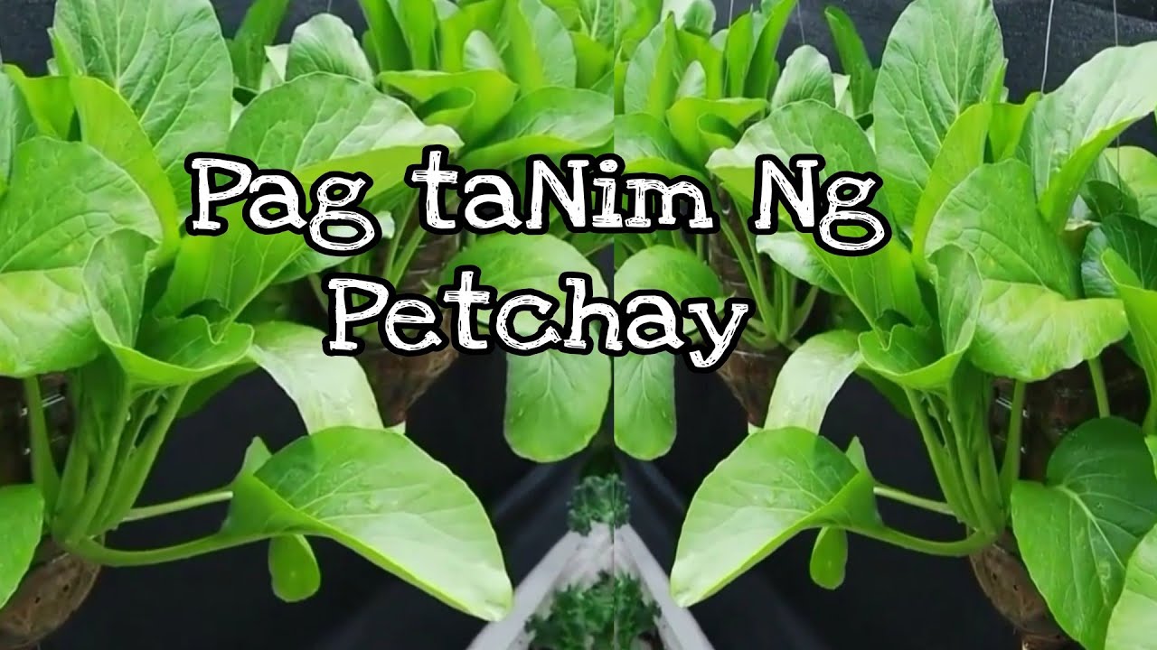 Pagtanim ng Petchay sa bakuran. - YouTube
