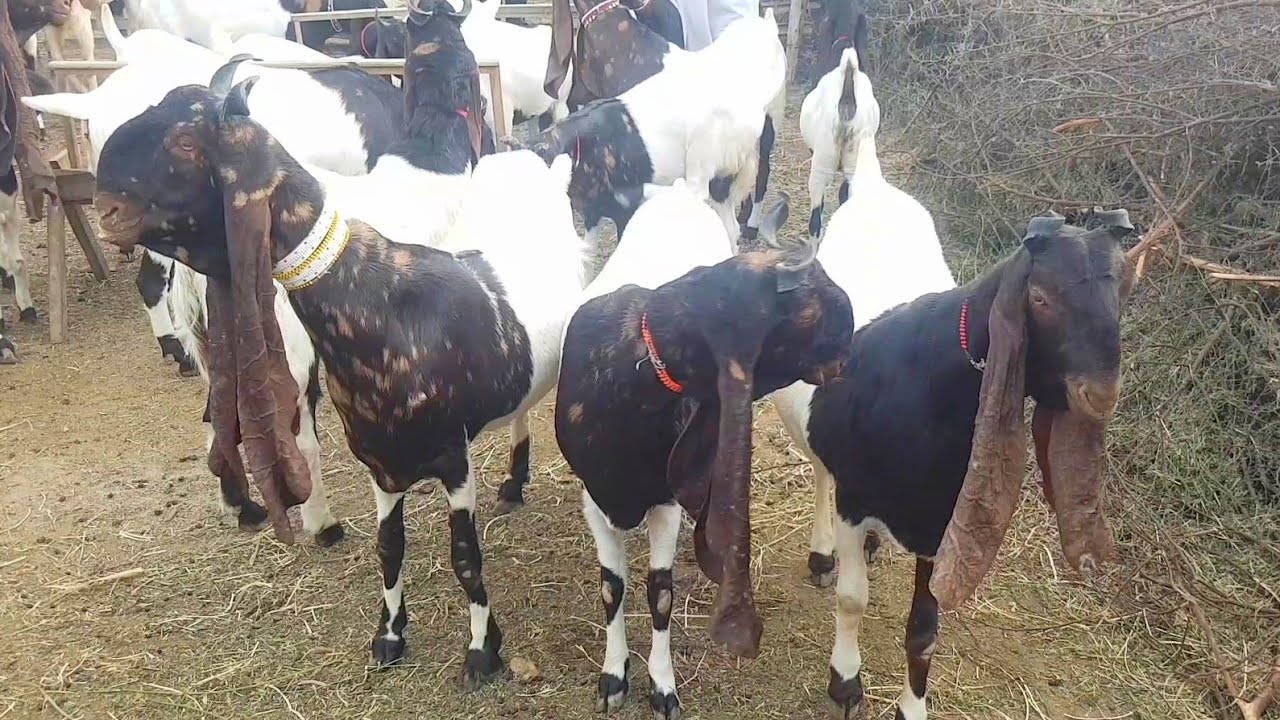 Heavy Weight Goats Pateri Breed - YouTube