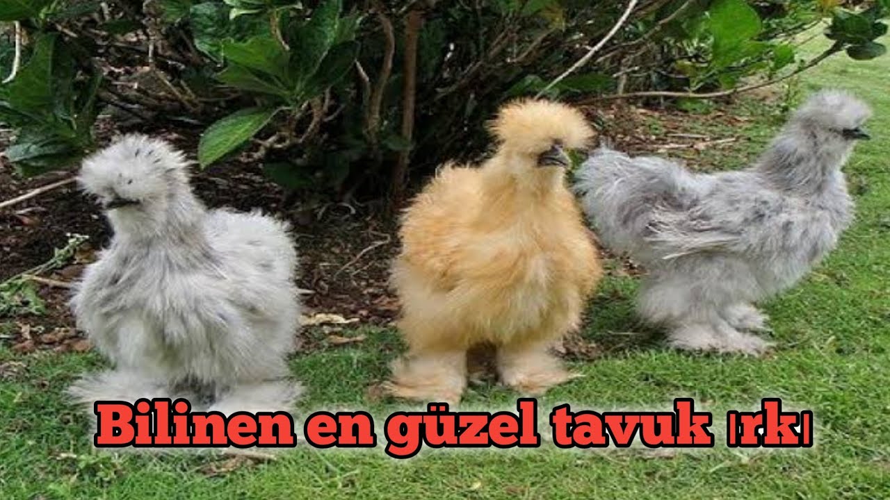Bilinen 20 tavuk ırkı - YouTube