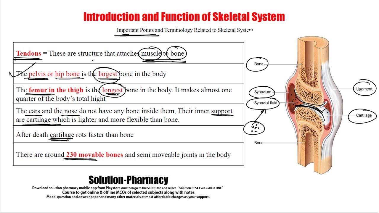 Anatomy Physiology 54 Skeletal System Introduction Functions Anatomy Physiology 54 Skeletal System Introduction Functions
